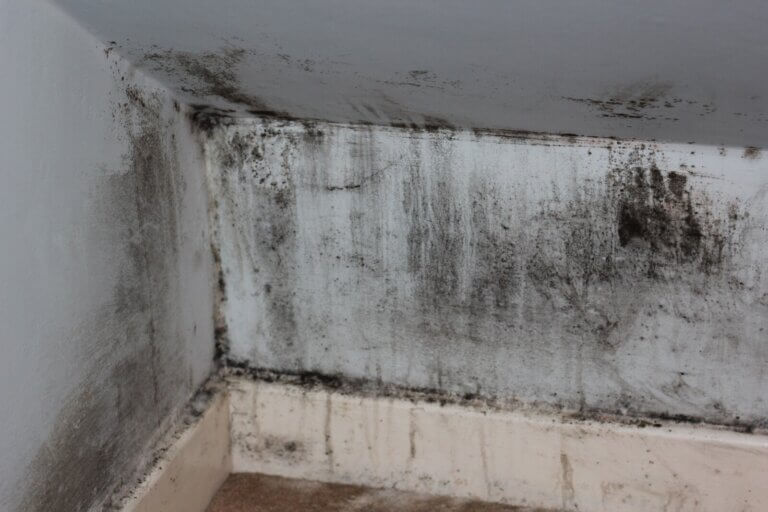 Why Florida Homes Lack Basements: Explained Simply - AlwaysReadyHQ